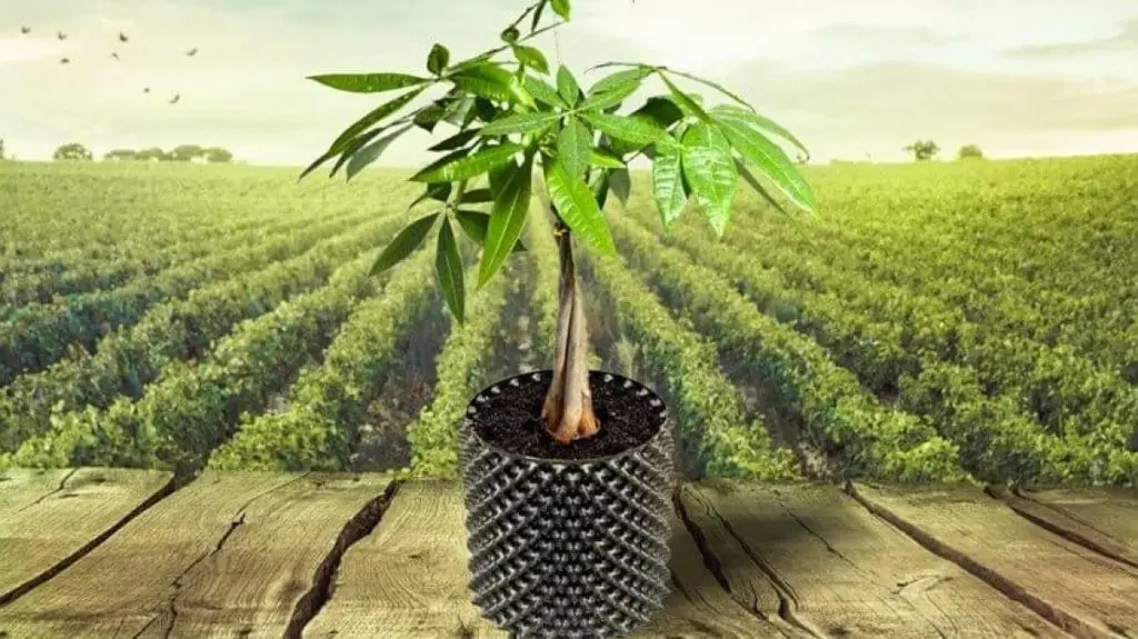 What are the Top 5 Air Pod Root Pots? - VEVOR Blog