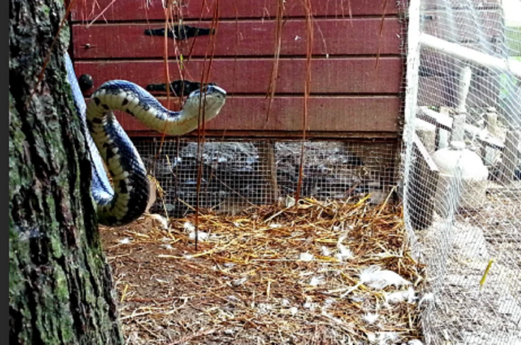 A Complete Guide on How to Keep Snakes Out of Your Chicken Coop - VEVOR ...
