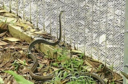 A Complete Guide on How to Keep Snakes Out of Your Chicken Coop - VEVOR ...