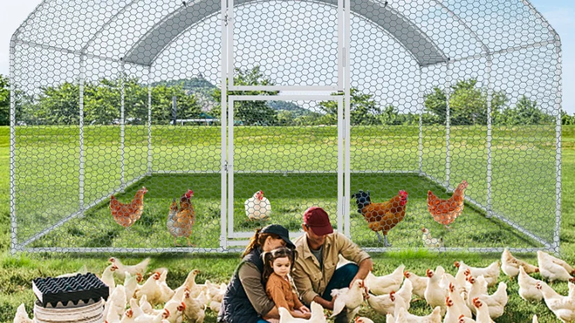 Why Do Chickens Need a Coop? - VEVOR Blog