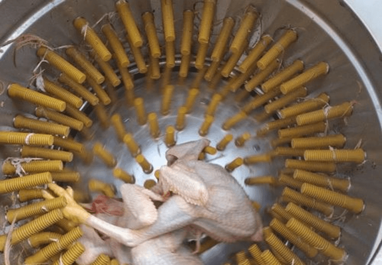 How Long Does It Take To Pluck a Chicken? (With and Without a Plucker ...