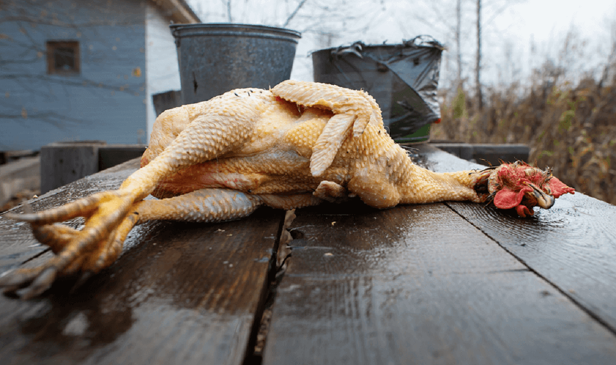 How Long Does It Take To Pluck a Chicken? (With and Without a Plucker ...