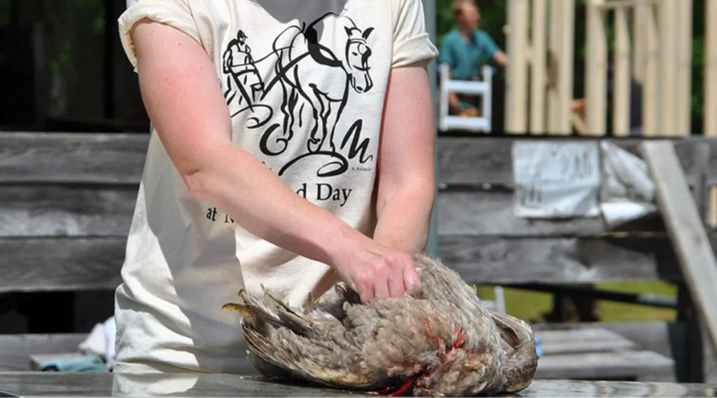 How to Pluck a Chicken With or Without a Plucker: Ultimate Guide