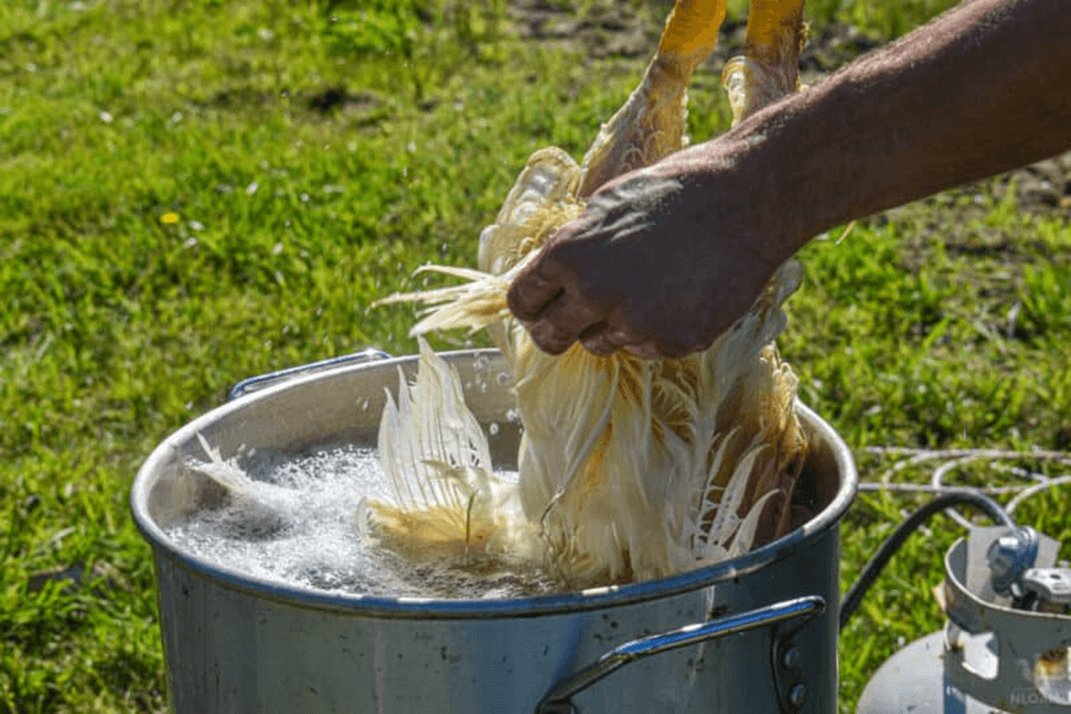 Optimal Chicken Scalding Temperature for Seamless Plucking - VEVOR Blog