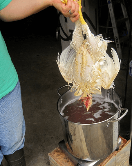 How to Pluck a Chicken With or Without a Plucker: Ultimate Guide