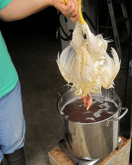 How to Pluck a Chicken With or Without a Plucker: Ultimate Guide