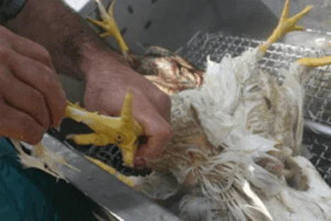 How to Pluck a Chicken With or Without a Plucker: Ultimate Guide
