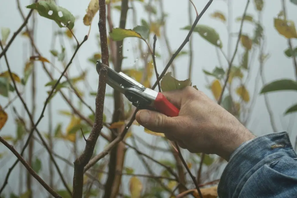 Tree Trimming vs. Tree Pruning: Are they the same? - VEVOR Blog