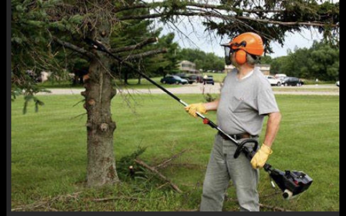 How to Trim a Pine Tree: Secrets to a Perfectly Shaped Pine - VEVOR Blog