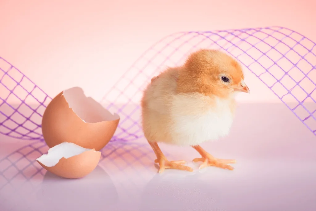 Finding the Ideal Temperature for Chicken Egg Incubator: A VEVOR Guide ...