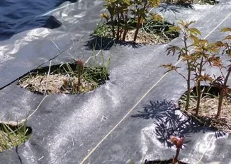 VEVOR Woven Ground Cover Weed Barrier For Your Landscape - VEVOR Blog