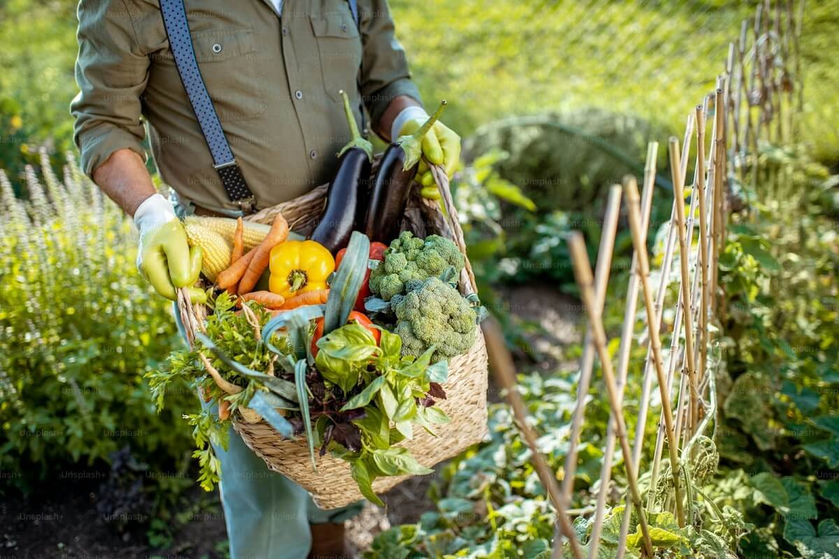 Harvesting Vegetables: Maximize Your Summer Garden Yield - VEVOR Blog