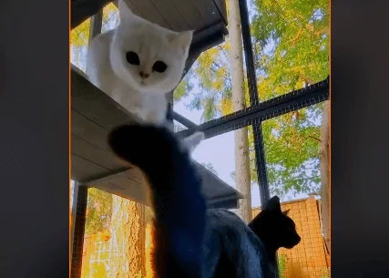 VEVOR Cat House: The Ultimate Enclosure For Your Cat Friend - VEVOR Blog