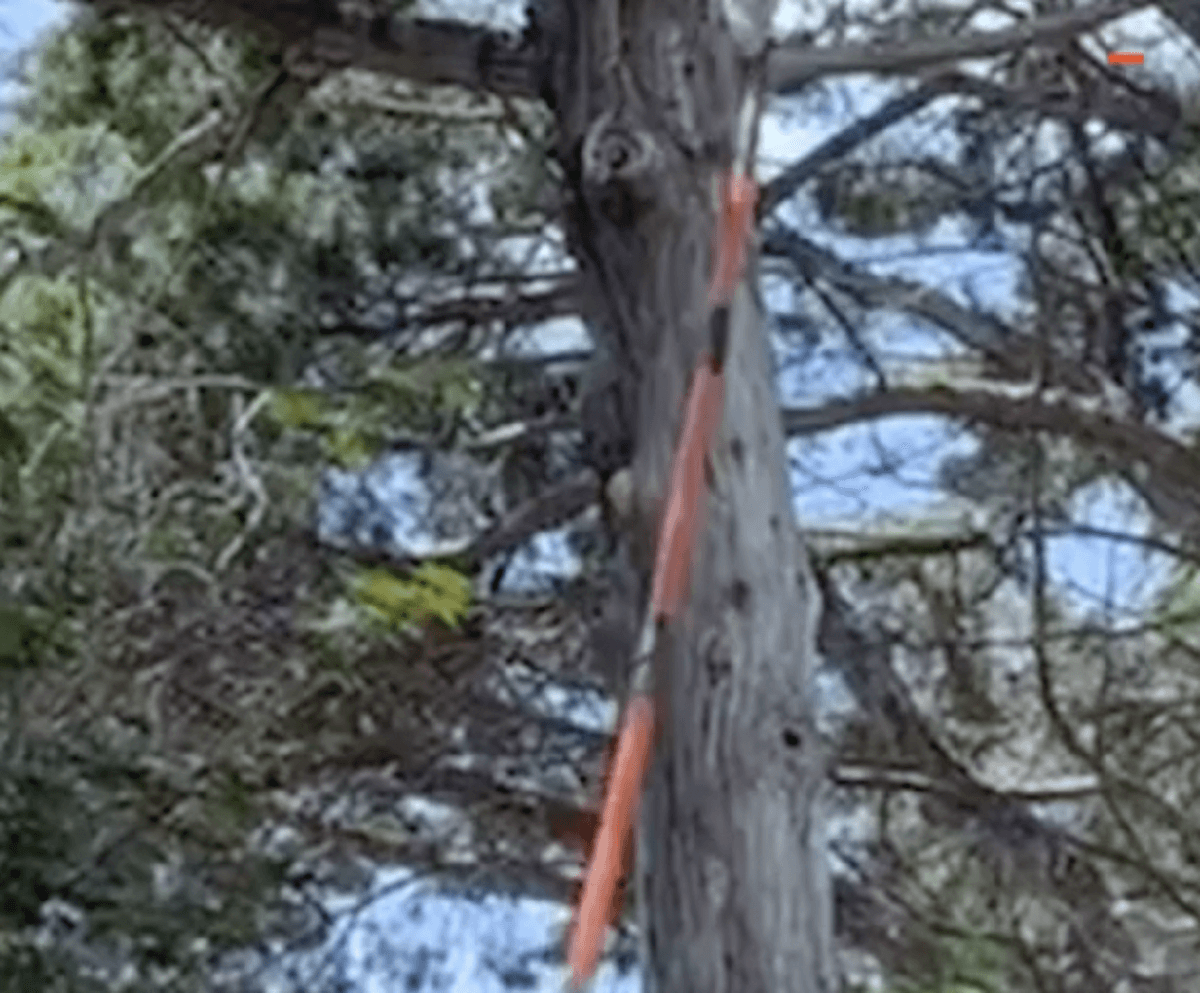 VEVOR Extendable Tree Pruner For Easy Pruning of Trees - VEVOR Blog