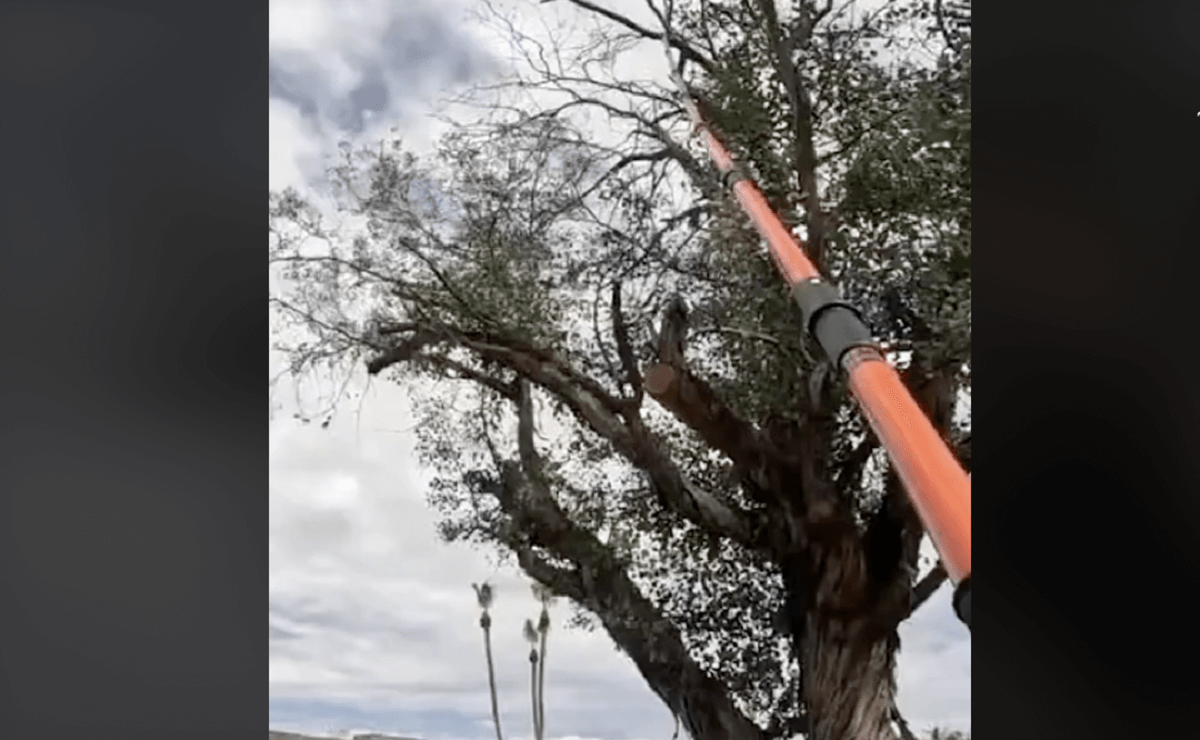 VEVOR Manual Pole Saw To Trim High Branches Easily - VEVOR Blog