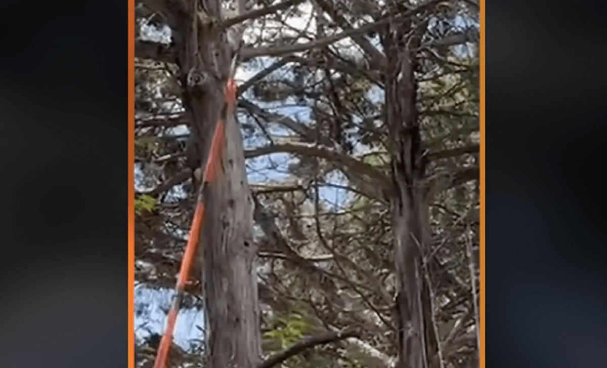 VEVOR Tree Pruner For Easy & Smart Garden Maintenance - VEVOR Blog
