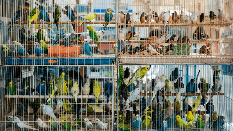 How Much Does a Bird Cage Cost? | Price & Buying Guide Tips